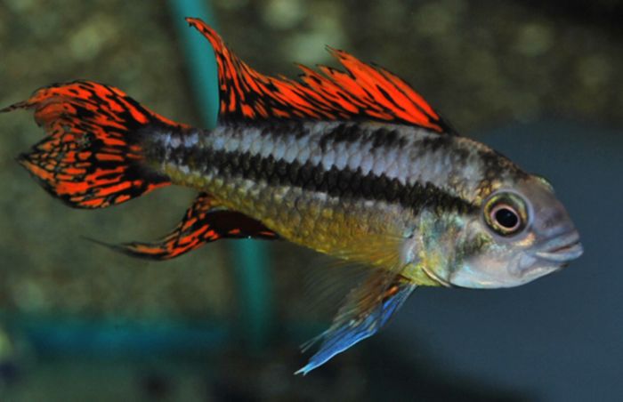 Apistogramma cacatuoides double red