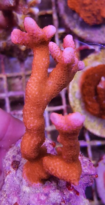 Montipora spp. S