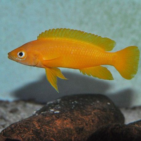 Lamprologus leleupi