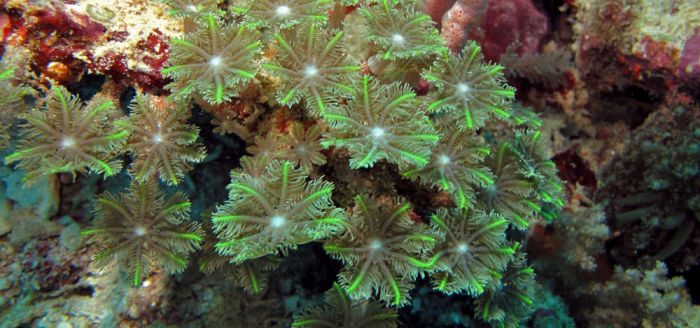 Clavularia spp. - star polyp green
