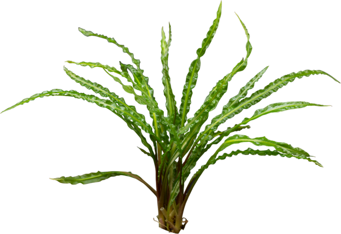 Cryptocoryne crispatula var. balansae