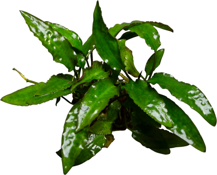 Cryptocoryne usteriana