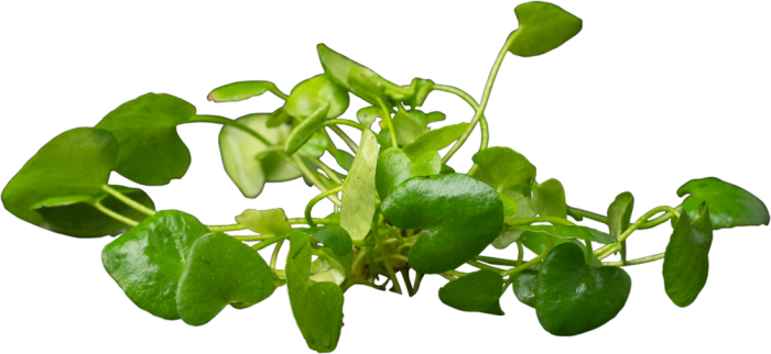 Nymphoides cristata 'Flipper'