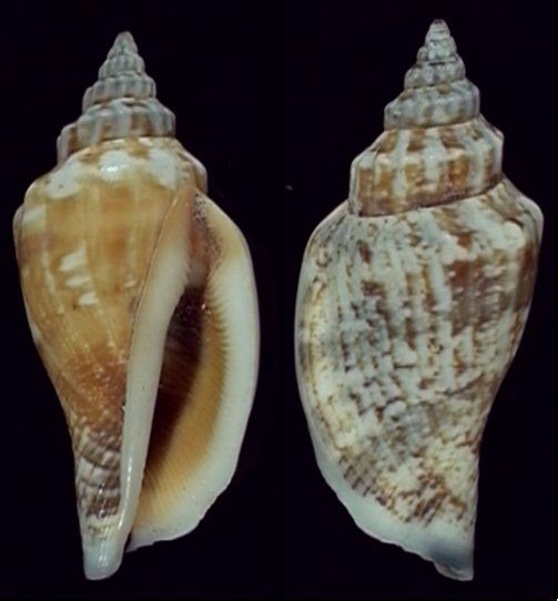 Strombus spp. - liivatigu