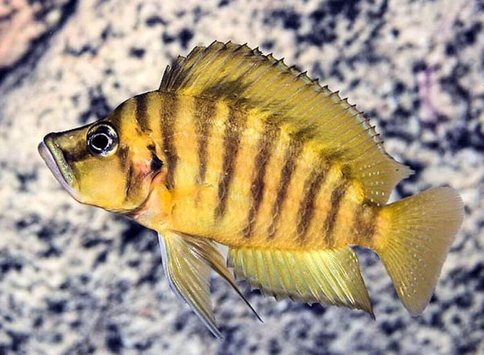 Lamprologus calvus gold