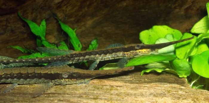 Farlowella Amazona Xl