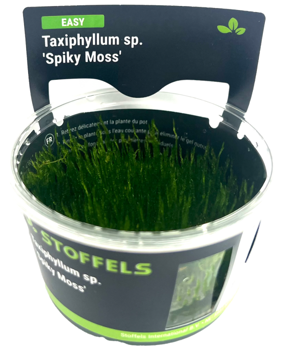 Taxiphyllum sp. 'Spiky Moss' in-vitro