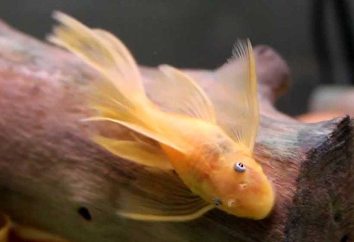 Ancistrus sp. L144 - kollane sinisilm pikauimeline