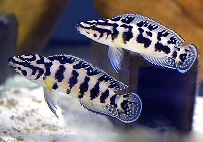 Julidochromis transcriptus gombi