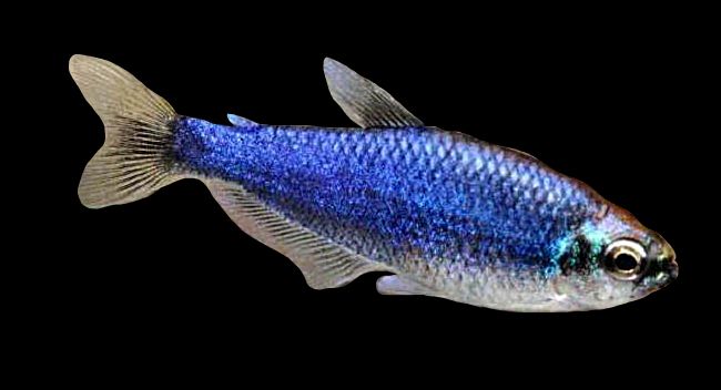 Inpaichthys kerri superblue