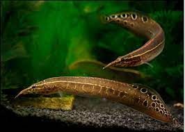 Macrognathus maculatus