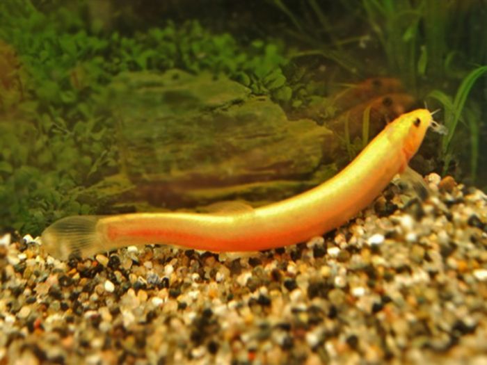 Misgurnus Anguillicaudatus Gold