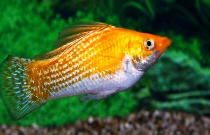 Poecilia velifera päikeseloojang