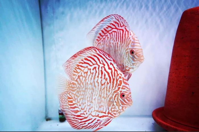 Discus White Tiger S
