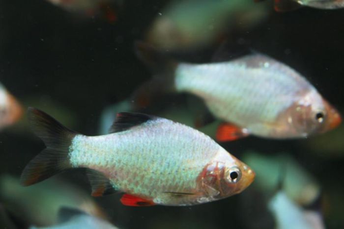 Capoeta tetrazona platinum green