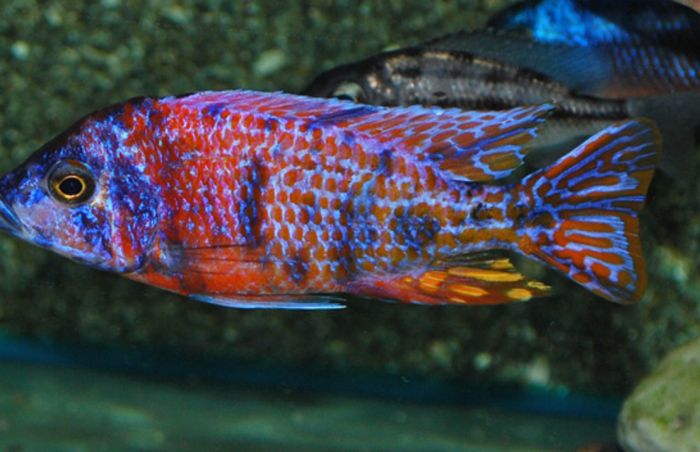 Aulonocara Sp. Red OB