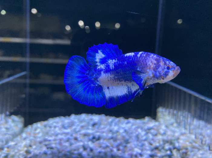 Betta Plakat Blue Pearl