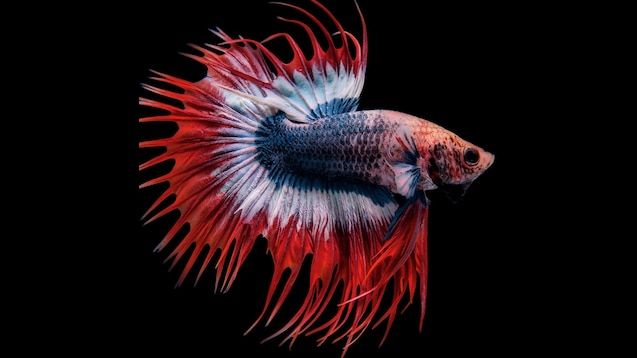 Betta splendens crowntail isane Tai lipp