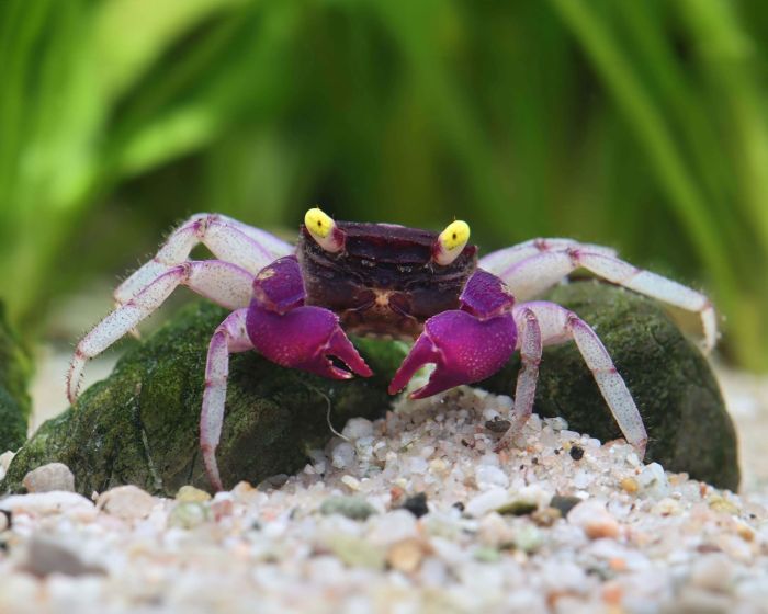 Geosesarma sp. "Indigo blue"