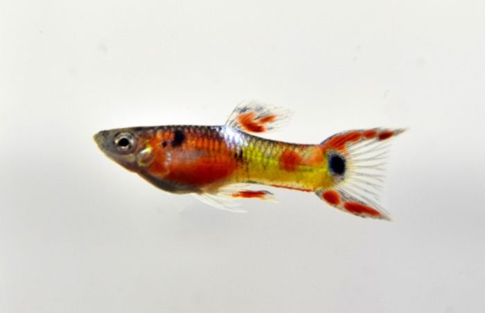 Poecilia wingei - rainbow glass endler