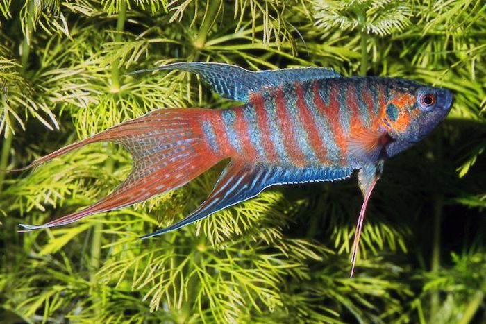 Macropodus opercularis