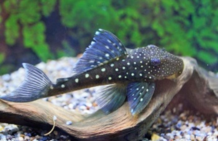 Hemiancistrus sp. L128 - sinine fantoompleco