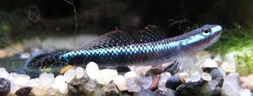 Stiphodon sp. undio blue