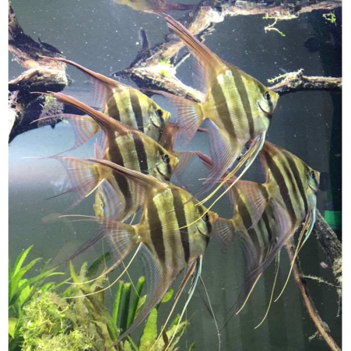 Pterophyllum altum "Rio Inírida"