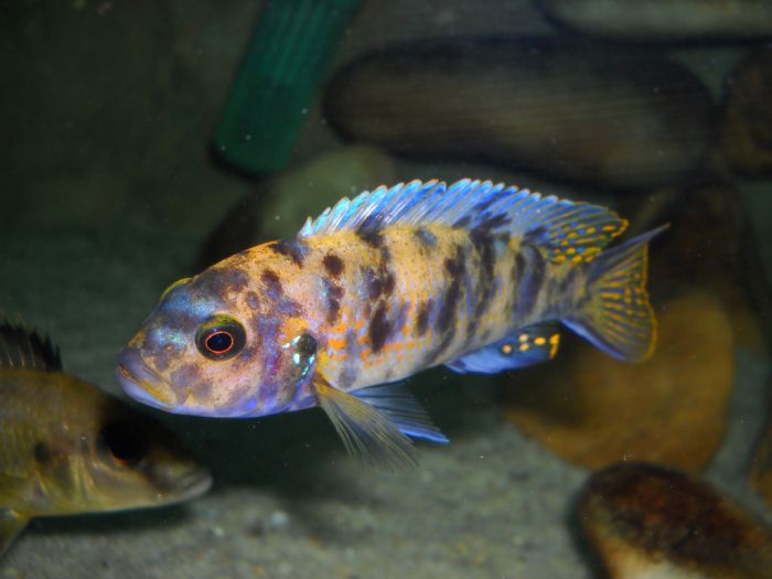 Pseudotropheus zebra red OB ML