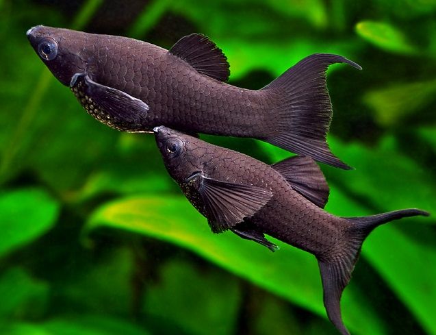 Poecilia sphenops - must molli pikauimeline