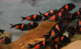 Tropheus moorii bulu point