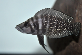 Lamprologus calvus zaire black fin