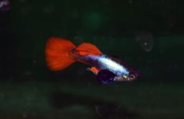 Poec. Ret. Dumbo Ear Platinum Red