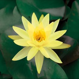 Nymphaea Natura Sulphurea Yellow - vesiroos